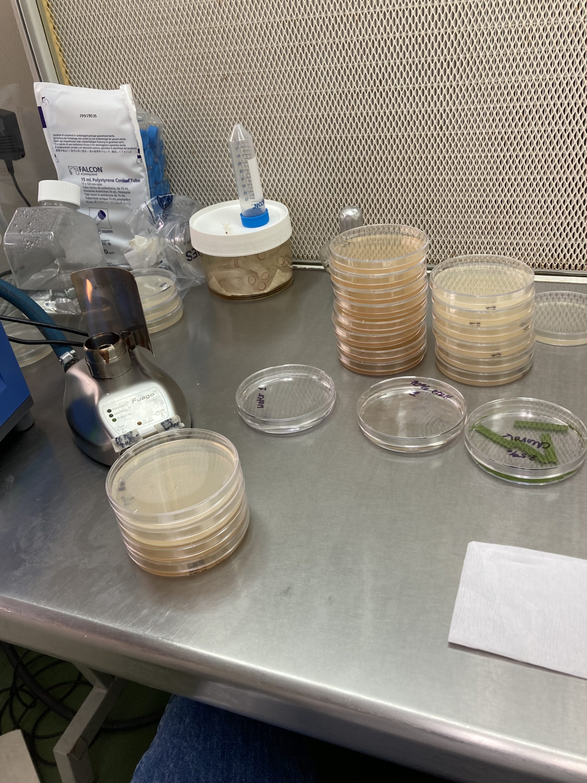 Hannah Asquith - 2023 IWU Freeman Asia