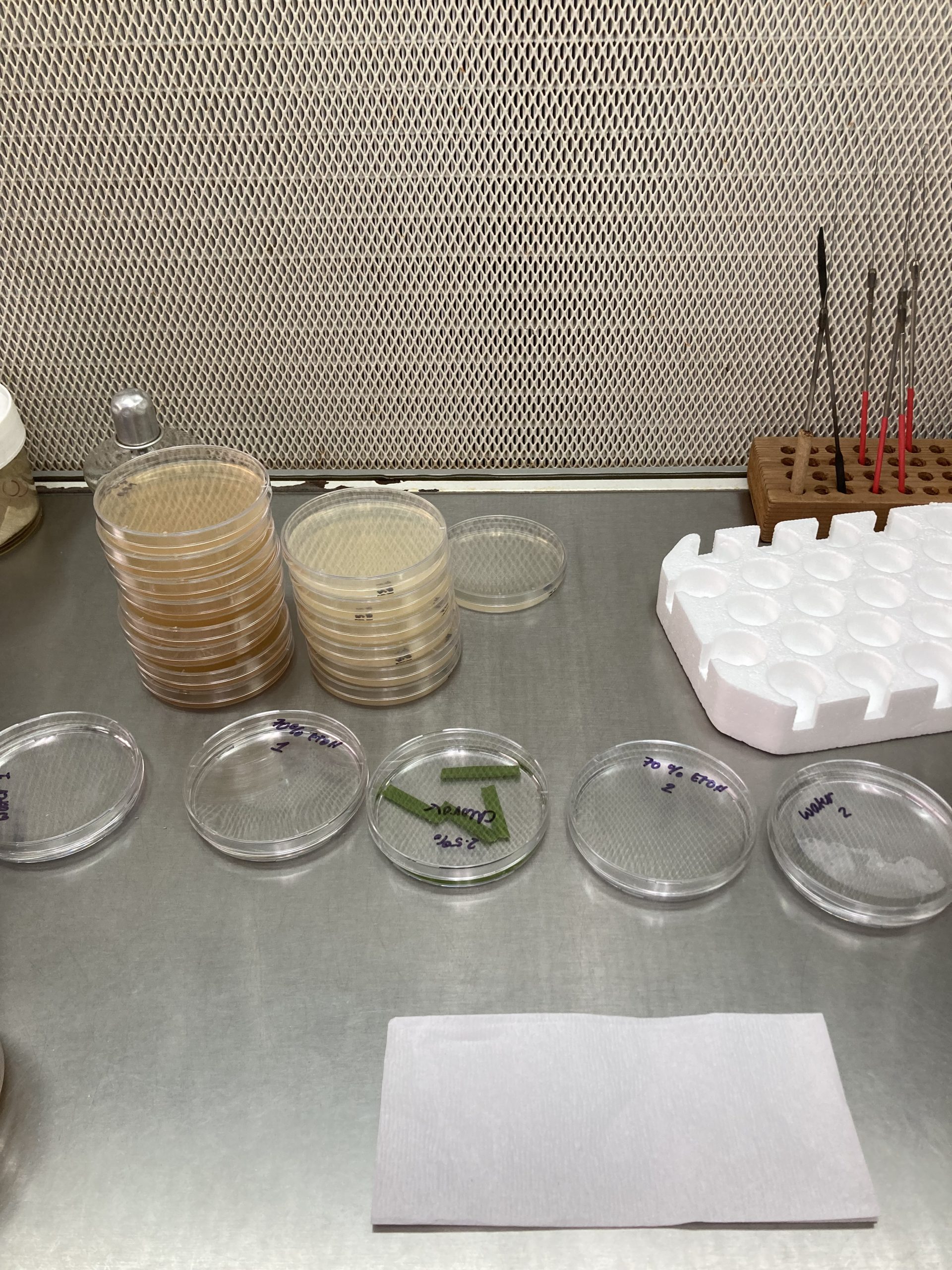 Hannah Asquith - 2023 IWU Freeman Asia